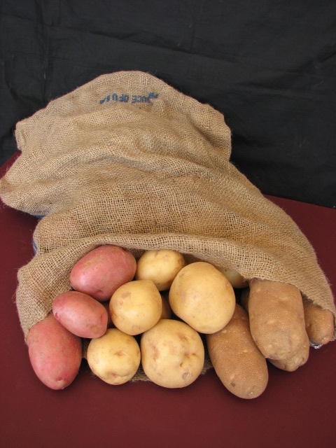 Texas A&M Potato Breeding Program